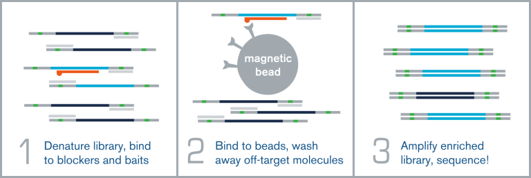 myBaits Custom DNA Targeted Sequencing Kits