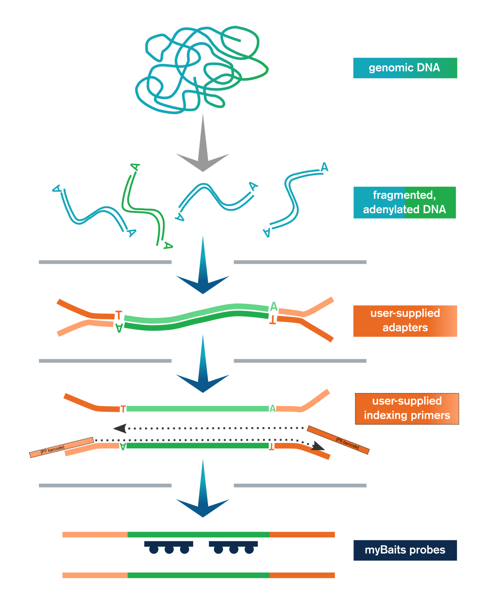 Targeted Next Generation Sequencing Kits | Arbor Biosciences